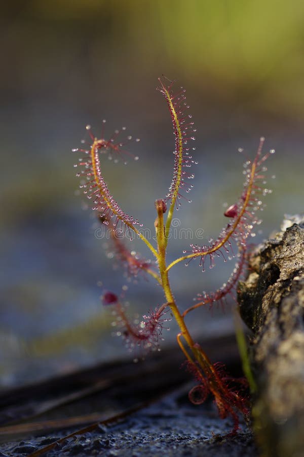 Sundew stock photo. Image of sundew, fresh, ground, tree - 82801172