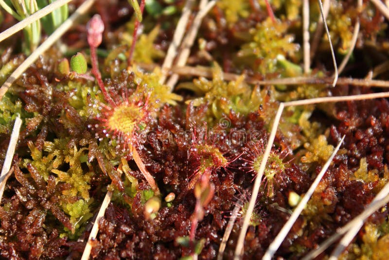 Sundew in summer stock image. Image of sundew, lithuania - 74073539