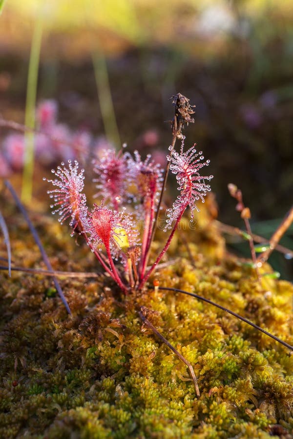 Beautiful sundew stock image. Image of sticky, plants - 43469897