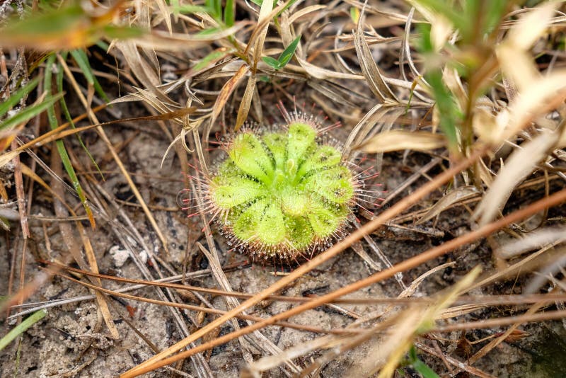 205 Green Sundews Stock Photos - Free & Royalty-Free Stock Photos from ...