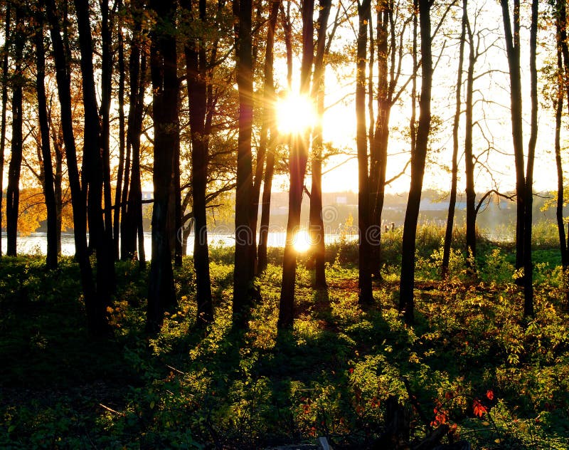 Sundown in a forest stock photo. Image of silhouette, landscape - 6631226