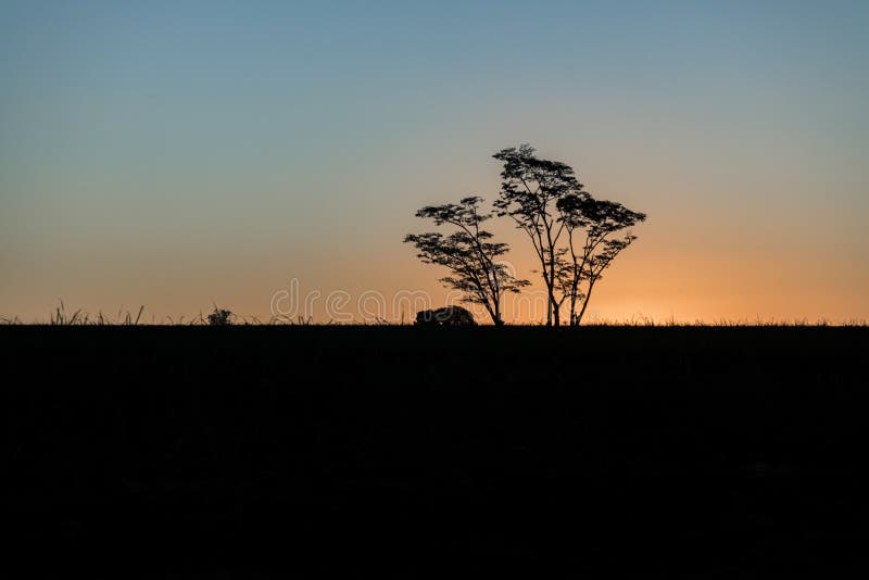 Sundown on Sugar Cane Plantation Field Stock Image - Image of ...