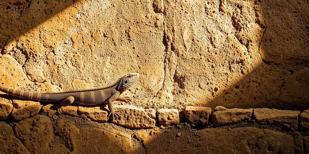 SunDrenched Desert Lizard a Study in Camouflage and Adaptation Stock ...