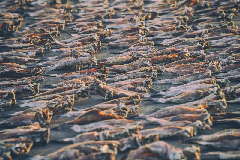 The Sundrying is Popular Fish Processing in Sri Lanka Stock Photo ...