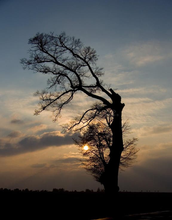 Sunfall tree stock photo. Image of atmosphere, sunset - 38074014