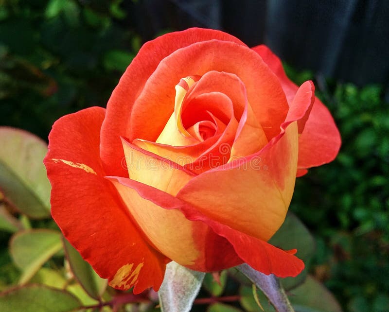 Sunfire Rose Stock Photos - Free & Royalty-Free Stock Photos from ...