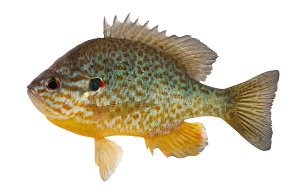 Sunfish stock image. Image of freshwater, perch, tail - 17143973