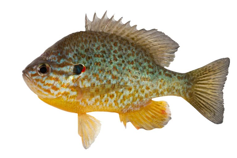 Sunfish stock image. Image of freshwater, perch, tail - 17143973