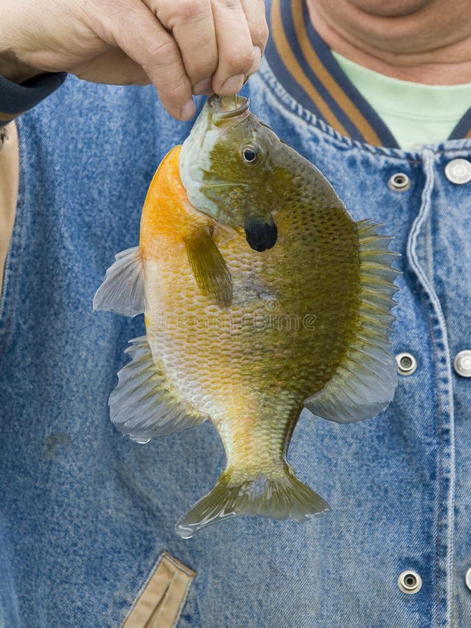 Sunfish stock photo. Image of fishing, perch, lake, panfish - 25540322