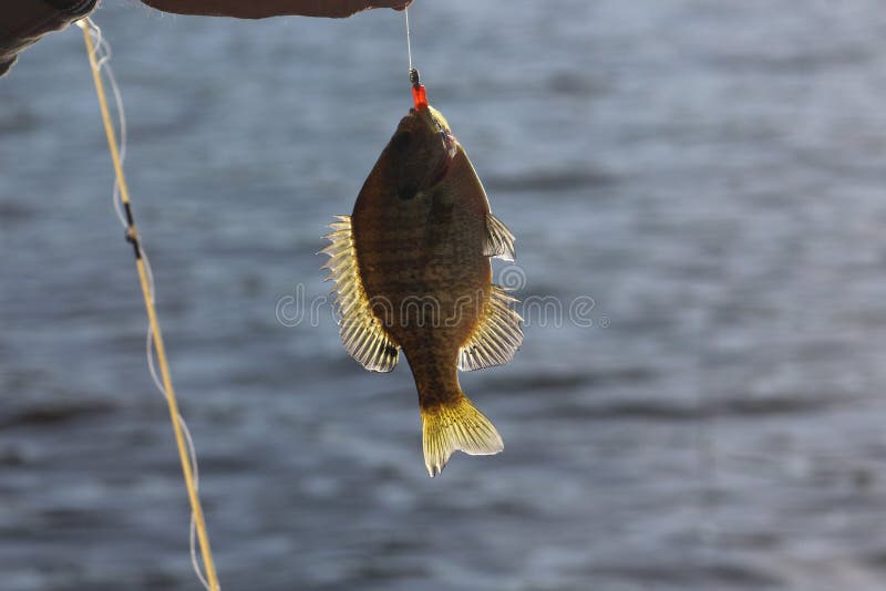 Sunfish stock image. Image of pumpkinseed, laying, green - 57115271