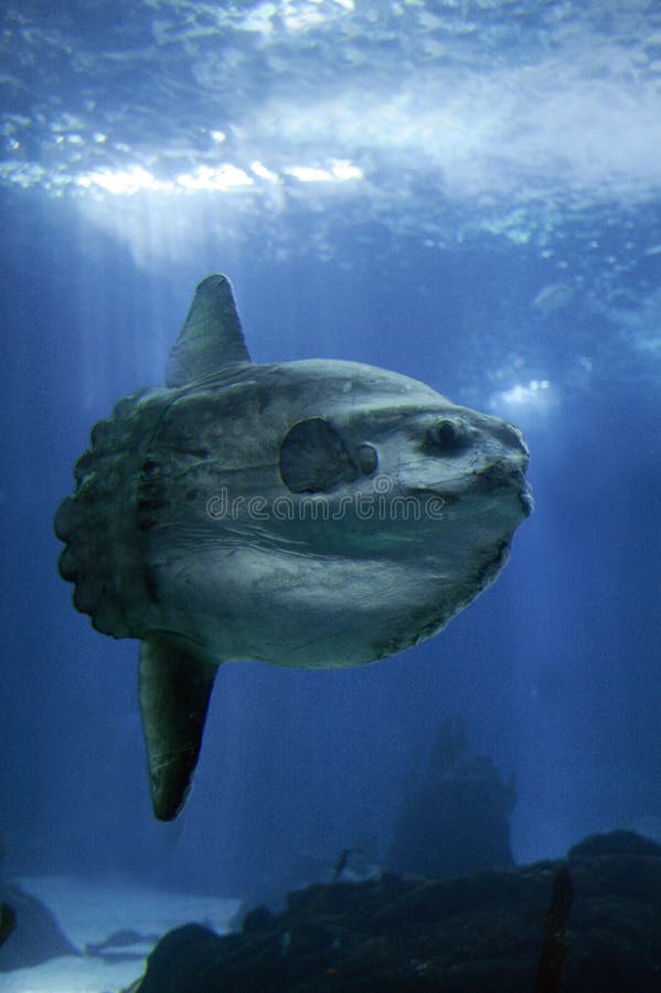 Sunfish, mola mola, Adult stock photo. Image of profile - 195794450