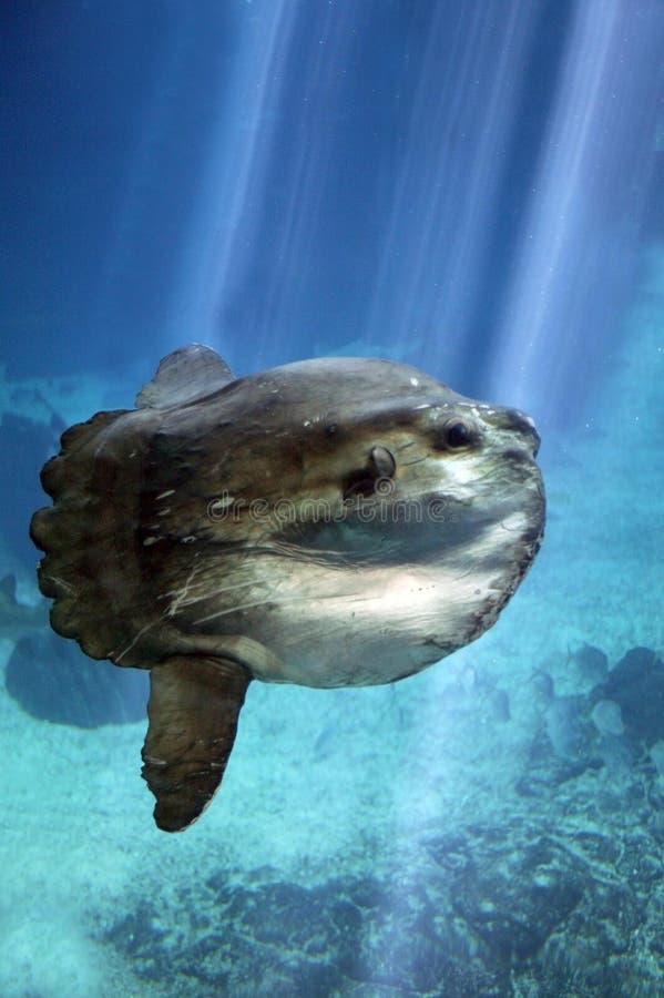 Sunfish, mola mola, Adult stock photo. Image of underwater - 195875616
