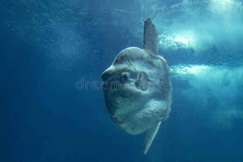 Sunfish Underwater Close Up Portrait Stock Image - Image of animal ...