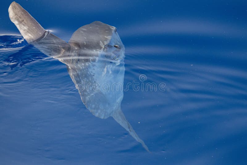 Sunfish Underwater while Eating Jellyfish Stock Photo - Image of ...