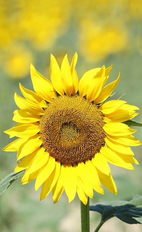 Sunflawer stock photo. Image of flower, flowers, plant - 33436584