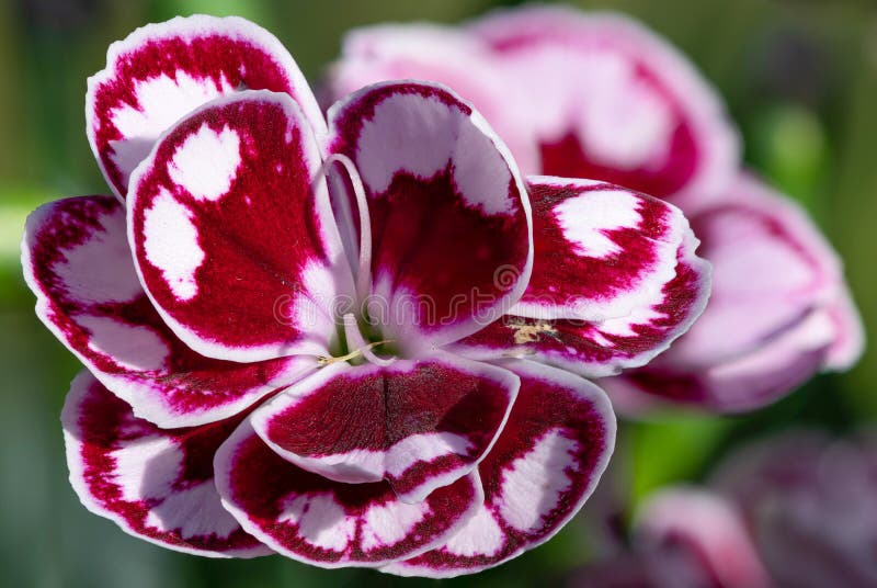 Sunflor Charmy Dianthus Dianthus Carophyllus Stock Image - Image of ...
