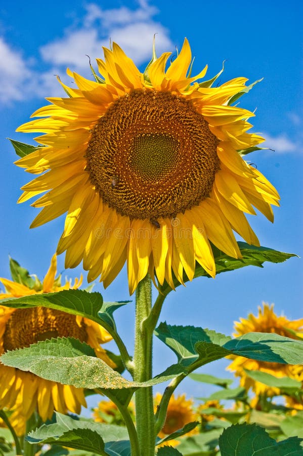 Sunflower Picture. Image: 10059403
