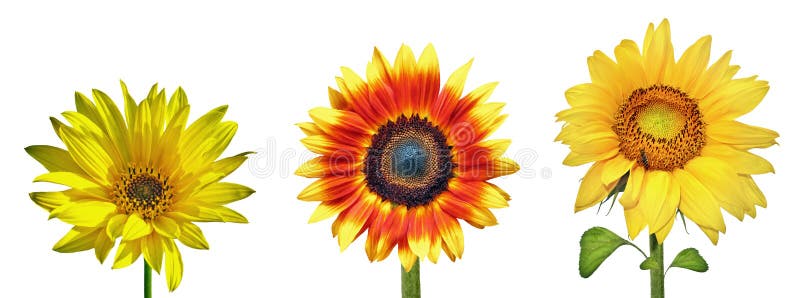 Three Sunflower stock photo. Image of seed, colored, background - 19926958