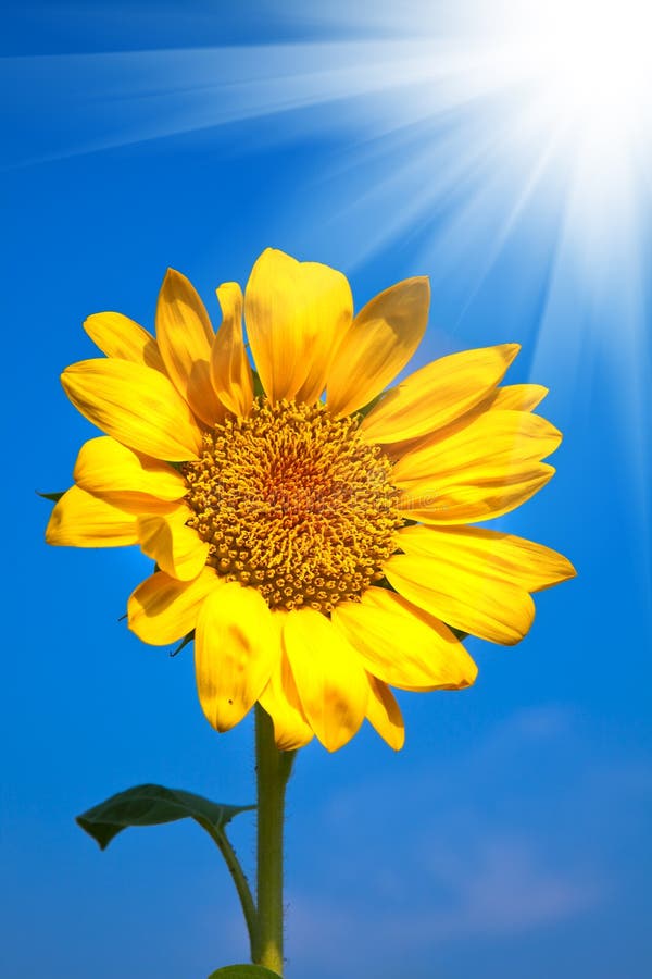 Summer Time Flowers stock photo. Image of flower, grown - 39900206