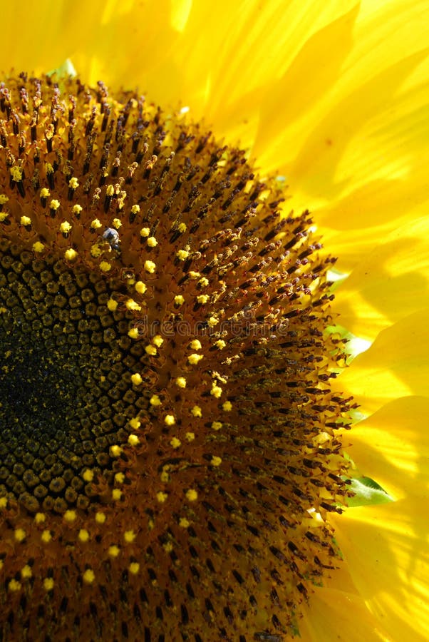 2,386 Sunflower Structure Stock Photos - Free & Royalty-Free Stock ...