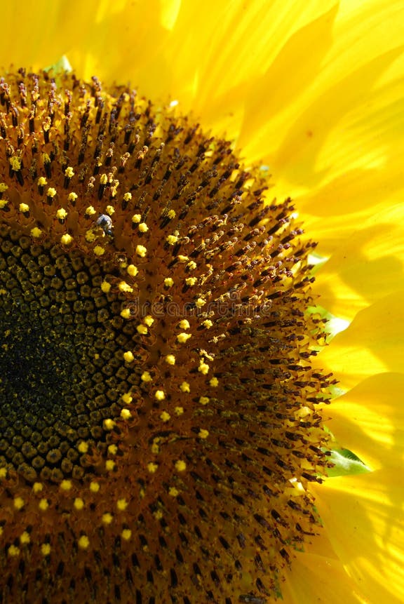 2,386 Sunflower Structure Stock Photos - Free & Royalty-Free Stock ...