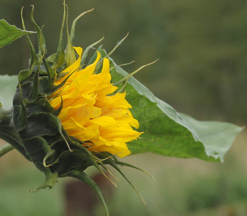 1,539 Sunflower Structure Photos - Free & Royalty-Free Stock Photos ...