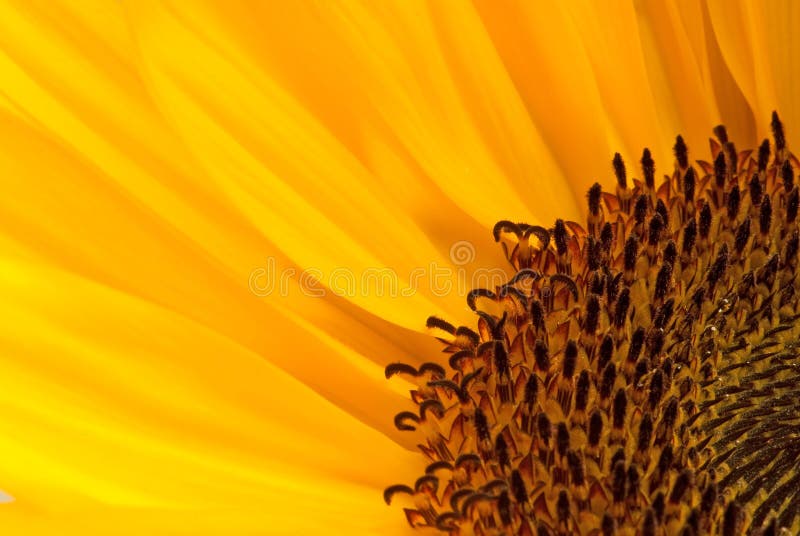 Sunflower stock photo. Image of inflorescence, annual - 11276158