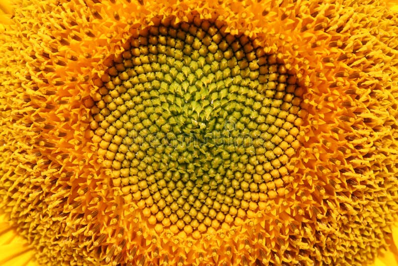 39,125 Sunflower Texture Stock Photos - Free & Royalty-Free Stock ...