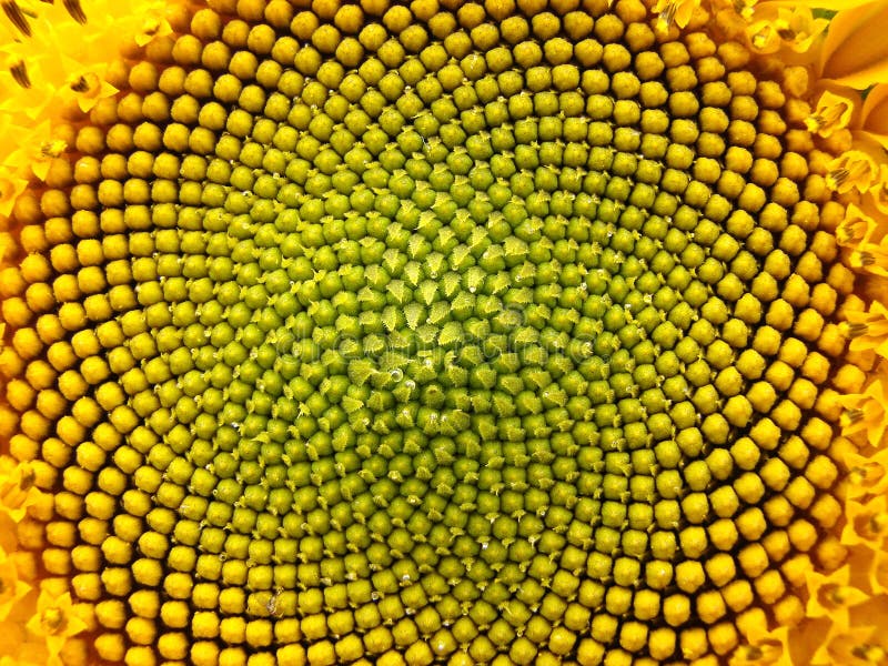 Sunflower Pod stock image. Image of macro, sunflowers, flower - 633121