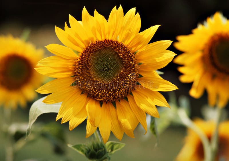 Sunflower stock image. Image of botany, pretty, background - 11826265