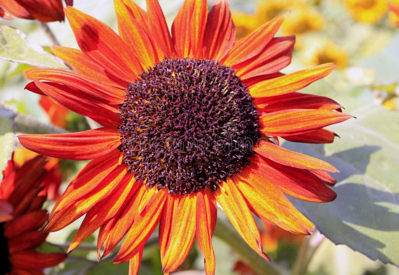 Sunflower stock photo. Image of beautiful, color, dual - 12205644