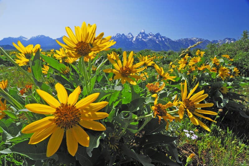 Sunflower Grand Teton Montains Stock Photo - Image of beauty, blue ...