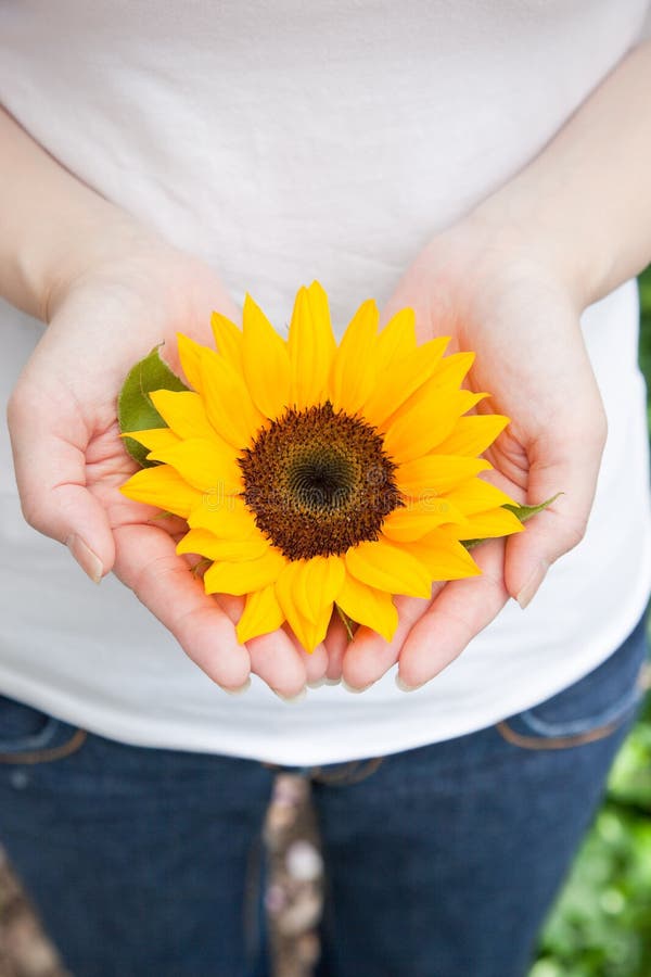 Sunflower stock photo. Image of outdoor, outside, hand - 14608580