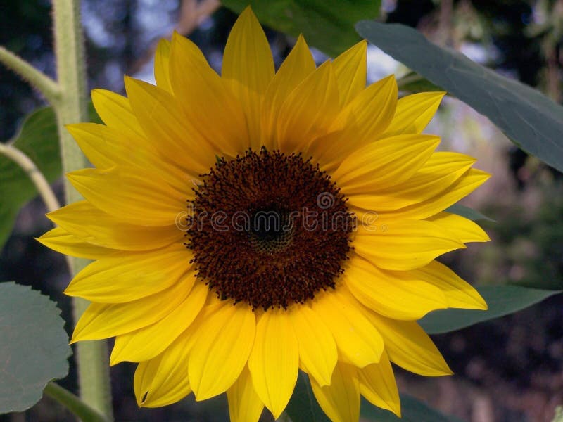 722 Sunflower Profile Stock Photos - Free & Royalty-Free Stock Photos ...