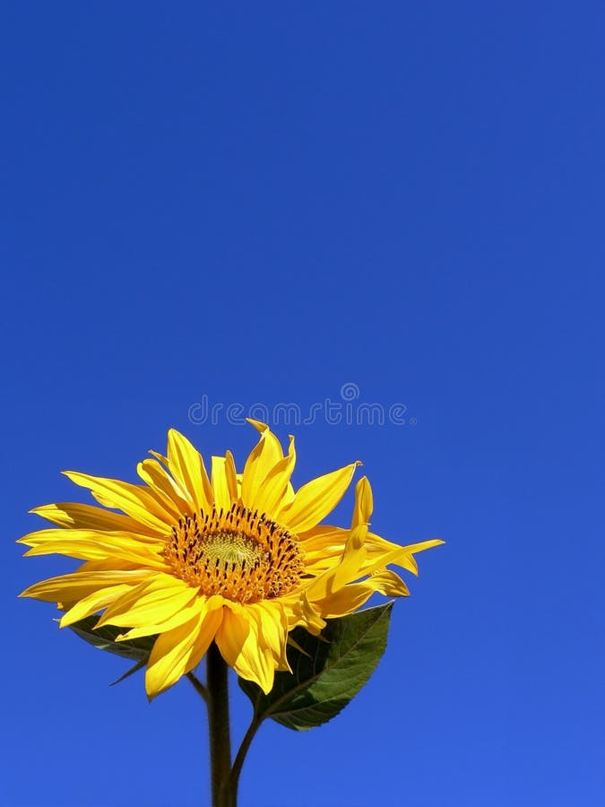 Sunflower stock image. Image of colourful, leaf, contrast - 1538887