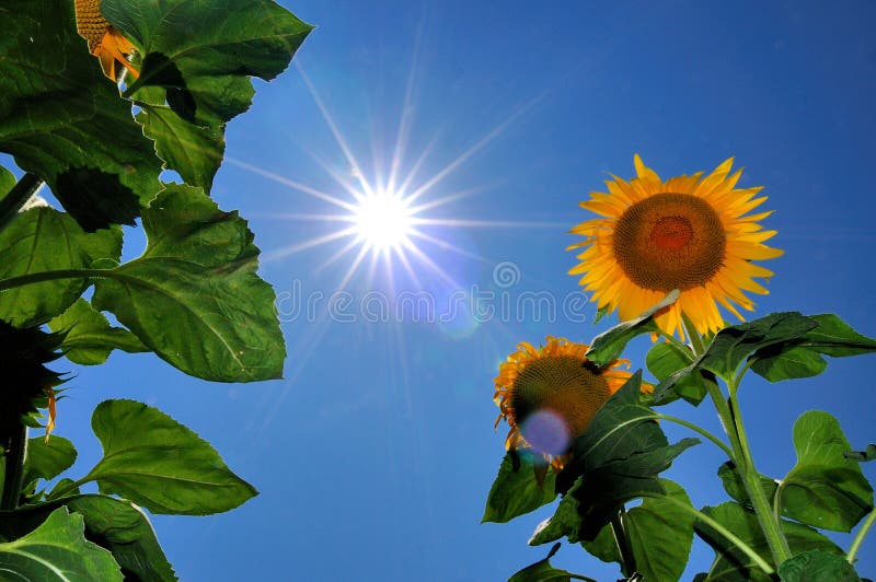 Sunflower stock image. Image of yellow, summer, petal - 16634403