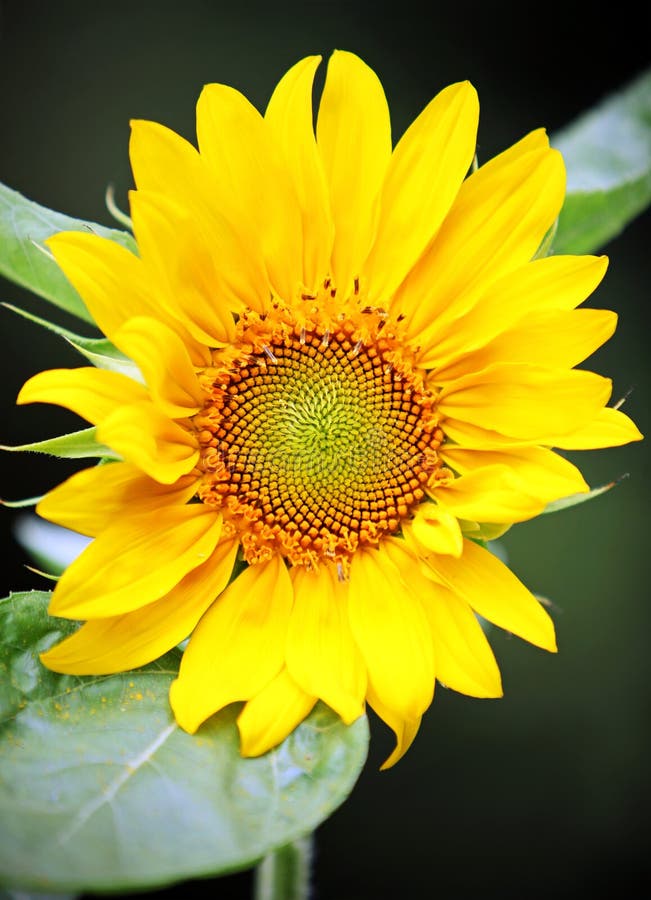 Sunflower stock image. Image of bloom, contrast, sunflower - 16879405