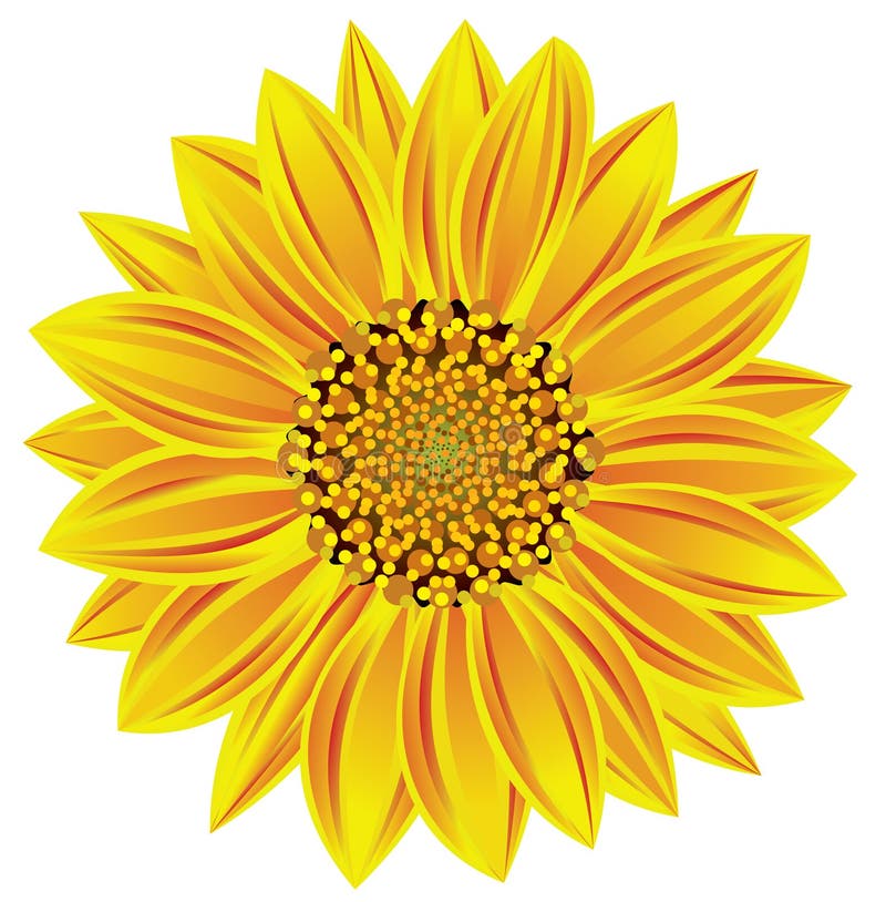 Single Sunflower Stock Illustrations – 4,389 Single Sunflower Stock ...