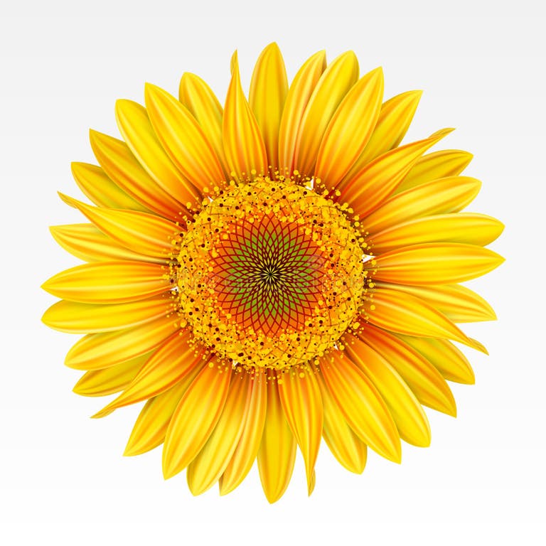 Sunflower Cut Stock Illustrations – 21,418 Sunflower Cut Stock ...