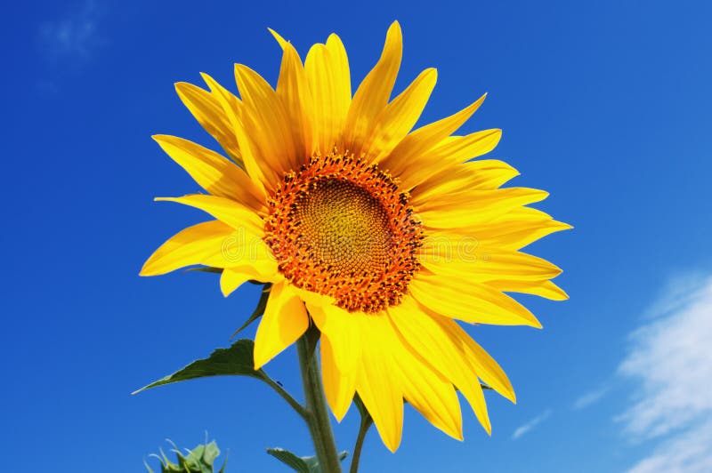 Sunflower Fields during Sunset. Beautiful Composite of a Sunrise Stock ...