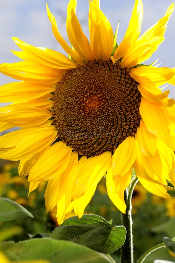 Sunflower stock image. Image of apollo, sunlight, project - 21533259