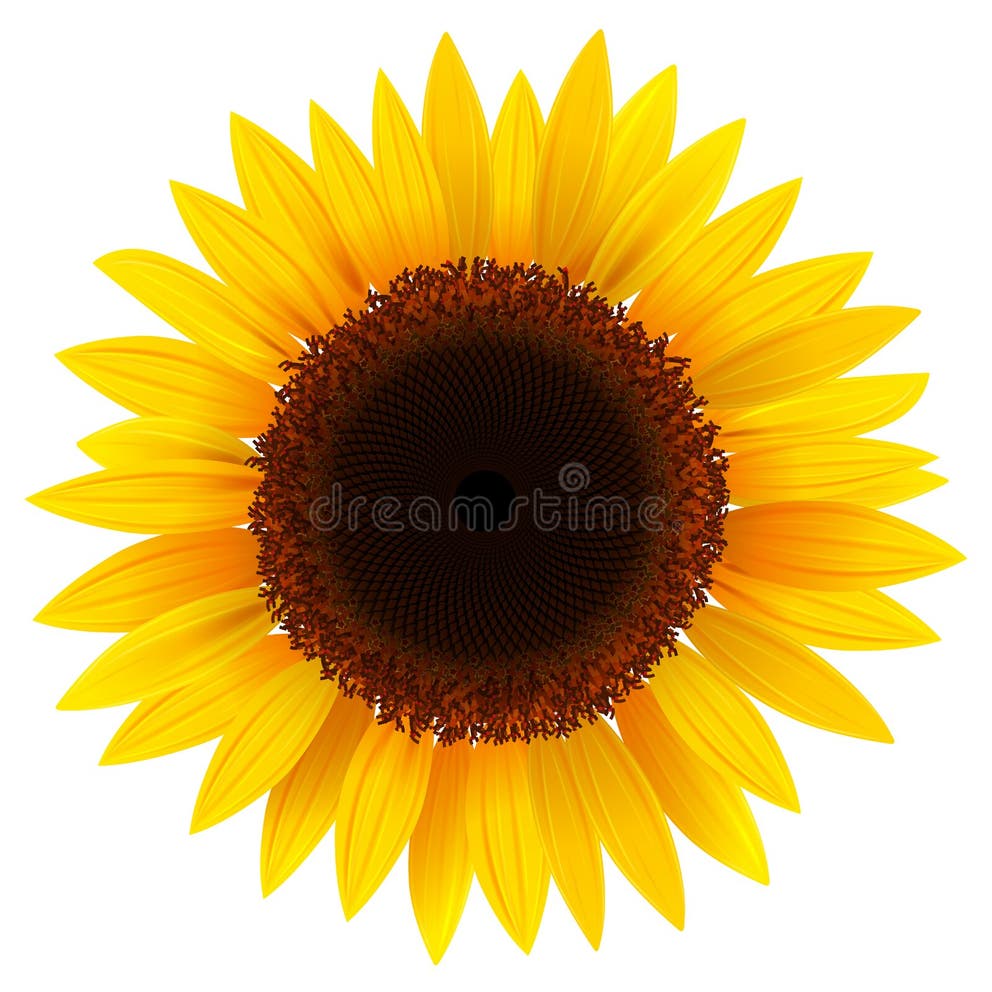 Spring Sunflower Patterns Stock Illustrations – 405 Spring Sunflower ...