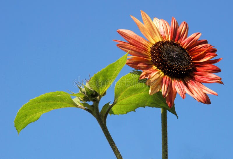 Sunflower stock photo. Image of mirasol, plant, sunflower - 22919894