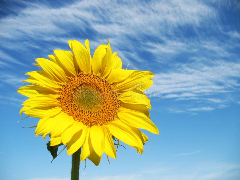 Summer Time Flowers stock photo. Image of flower, grown - 39900206