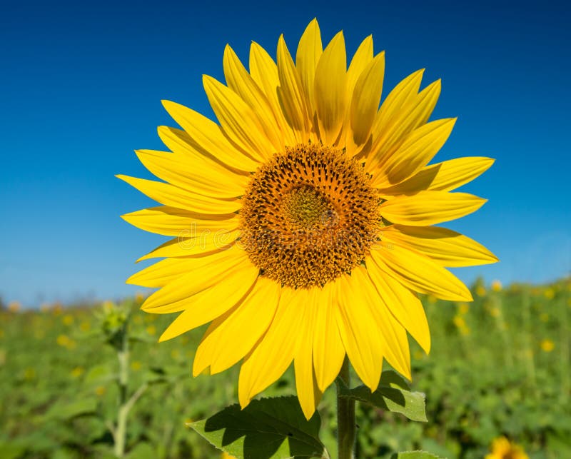 Beautiful sunflower field stock photo. Image of background - 10072110