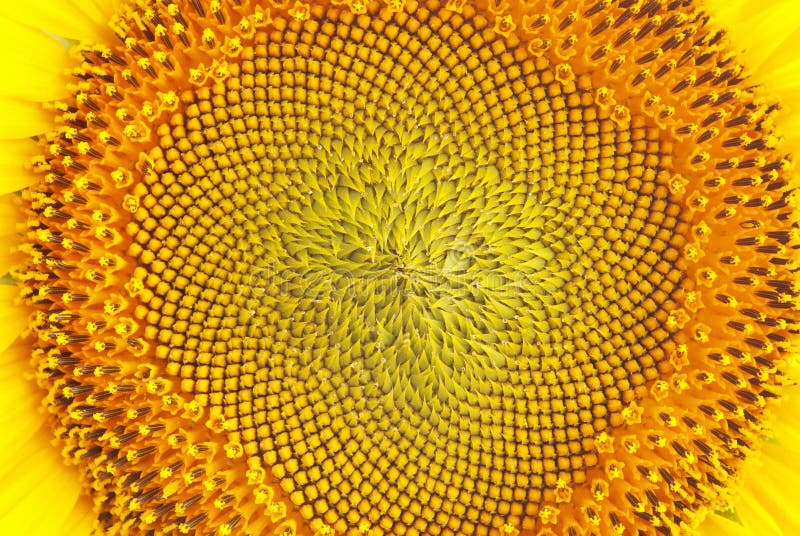 Sunflower Pod stock image. Image of macro, sunflowers, flower - 633121