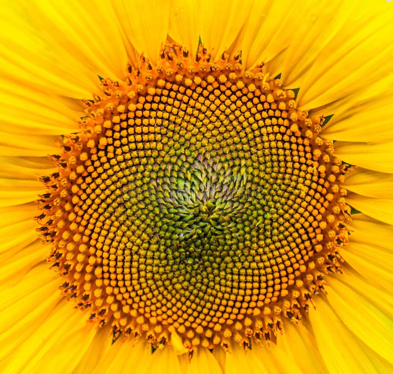 Sunflower Middle stock photo. Image of plant, summer, flower - 78718