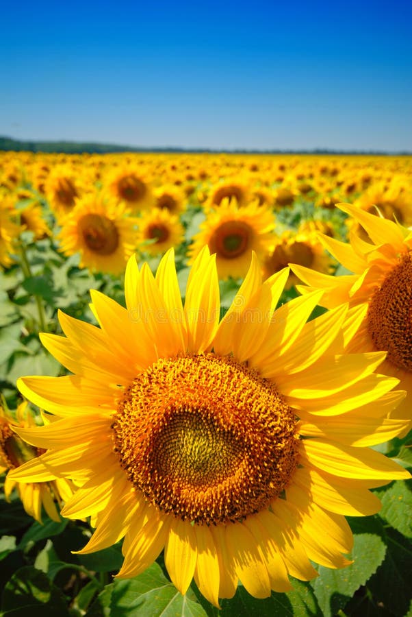 Sunflower stock image. Image of summer, flower, meadow - 2890469