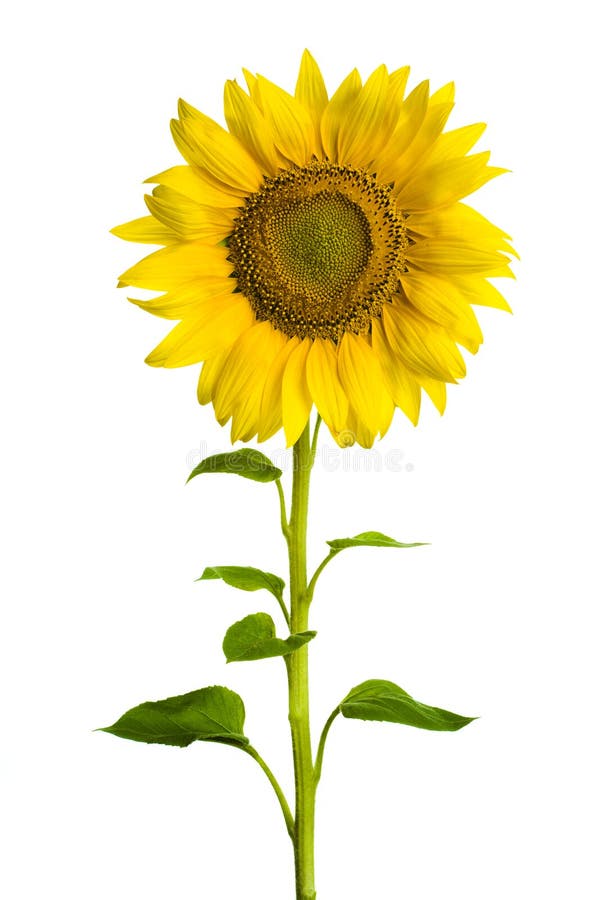 Sunflower stock photo. Image of spring, formal, object - 2914552