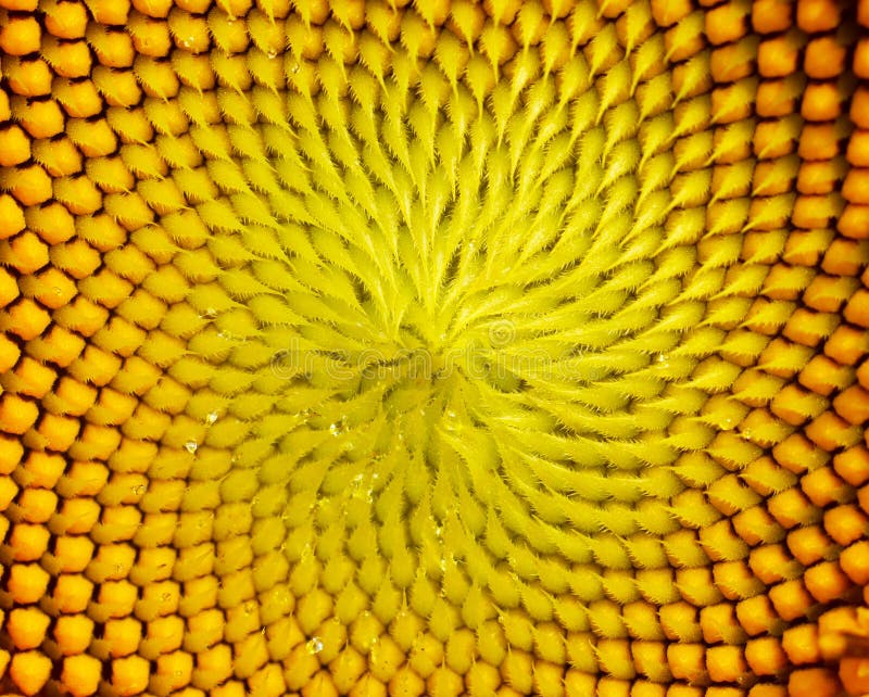 Sunflower Seed Head Pattern Stock Image - Image of sunflower, form ...